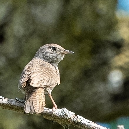 House Wren from Uptown, Chicago, IL, USA on July 21, 2023 at 10:24 AM ...