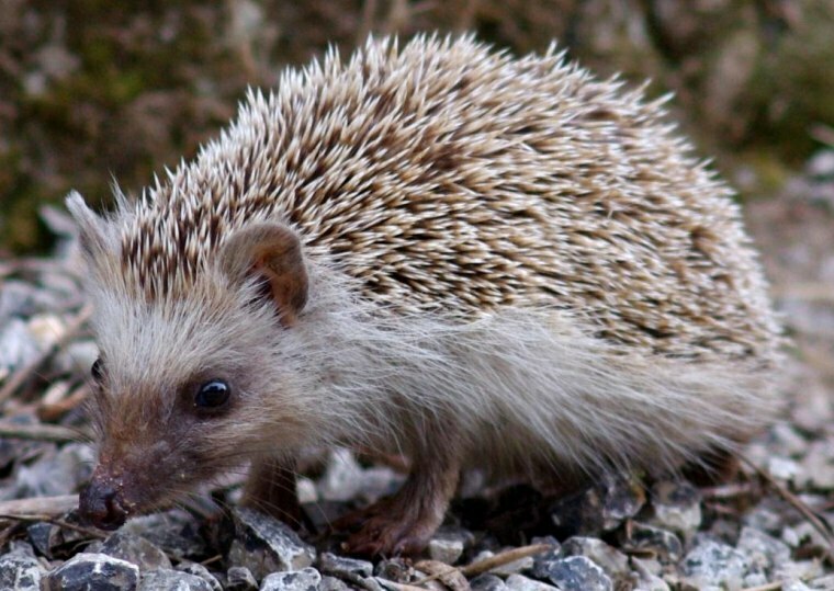 Mallorcan hedgehog from Islas Baleares, España on February 13, 2015 by ...