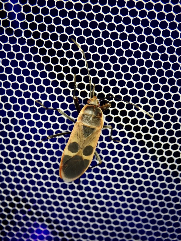 Physopelta gutta gutta from 金剛院, 舞鶴市, 京都府, JP on July 25, 2023 at 10:05 ...