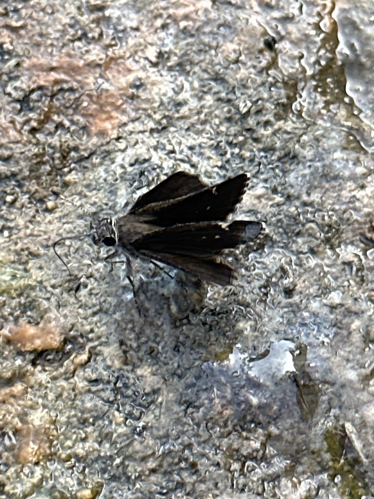 Bell s Roadside Skipper From Fort Supply OK US On July 29 2023 At 10 bell-s-roadside-skipper-from-fort-supply-ok-us-on-july-29-2023-at-10