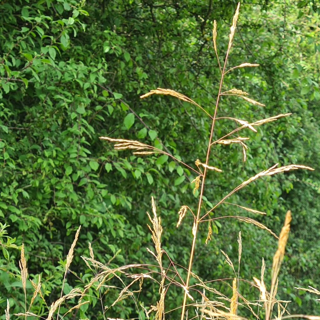 reed meadowgrass from North Fambridge, Chelmsford CM3 6NJ, UK on 25 ...