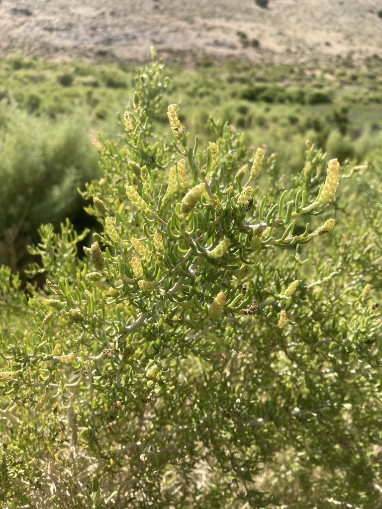 Greasewood (Sarcobatus vermiculatus) - Botanical Realm