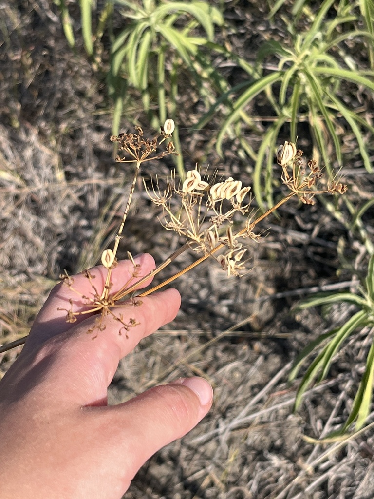 Texas Prairie Parsley from Lewisville, TX, US on July 29, 2023 at 09:47 ...