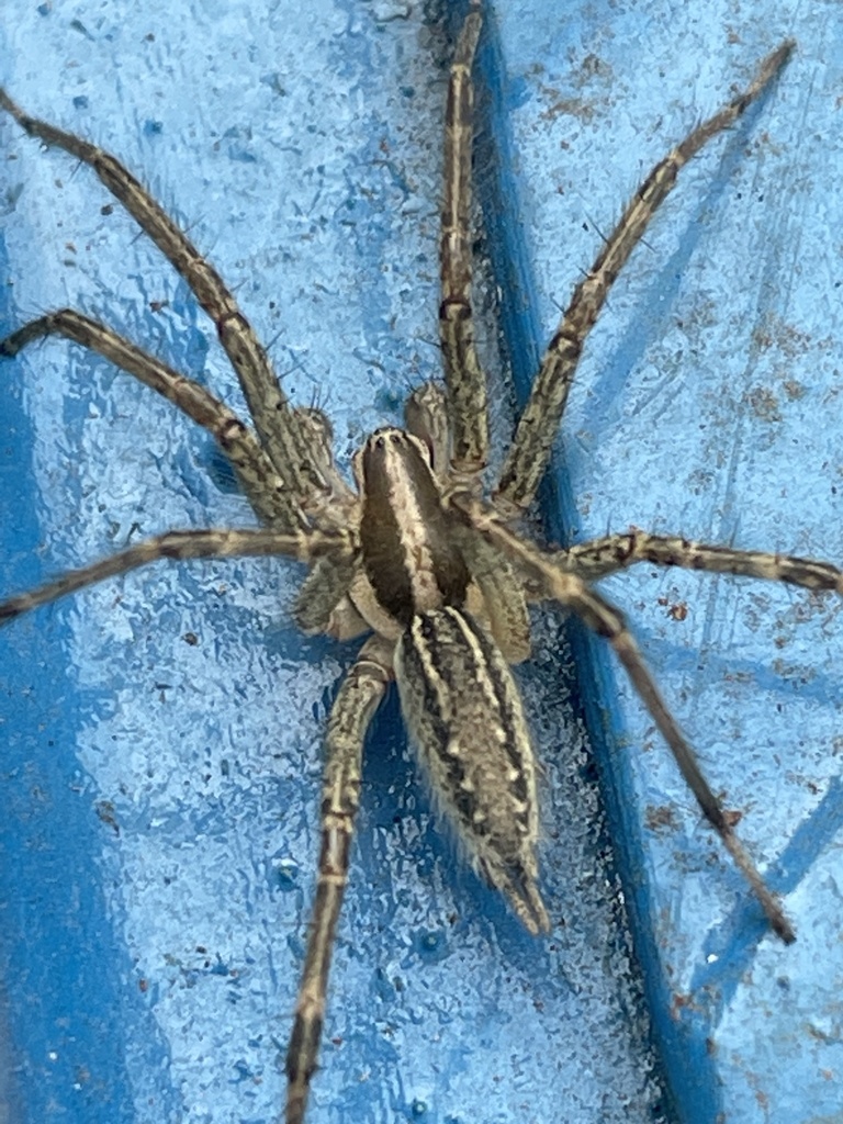 Grass Spiders from Hayden Bridge Rd, Springfield, OR, US on July 25 ...