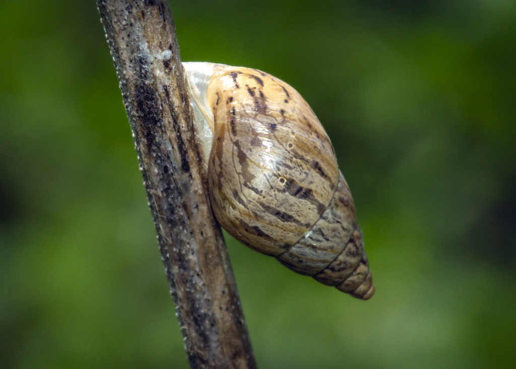 Ghost Bulimulus from Shadow Creek Ranch, Pearland, TX, USA on July 28 ...