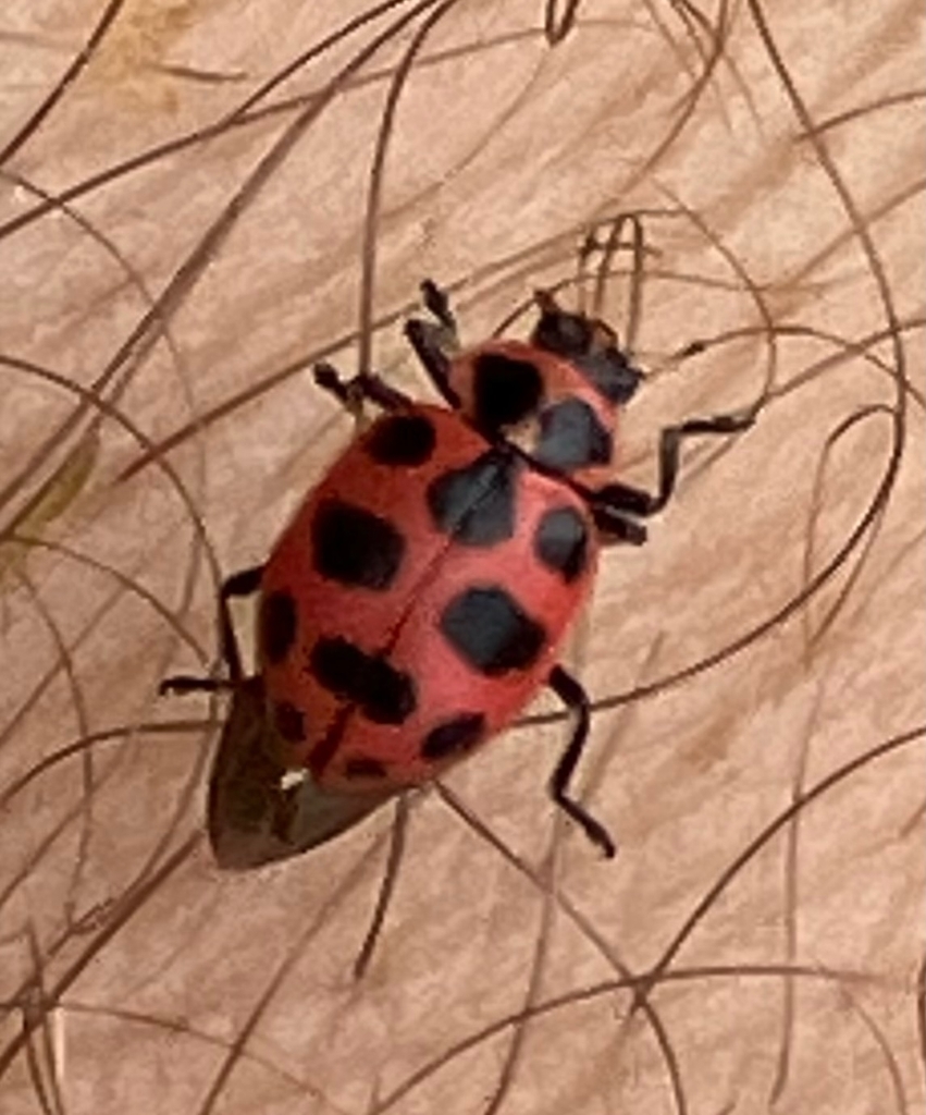 Spotted Pink Lady Beetle from The Chemistry, Waltham, MA 02453, USA on ...