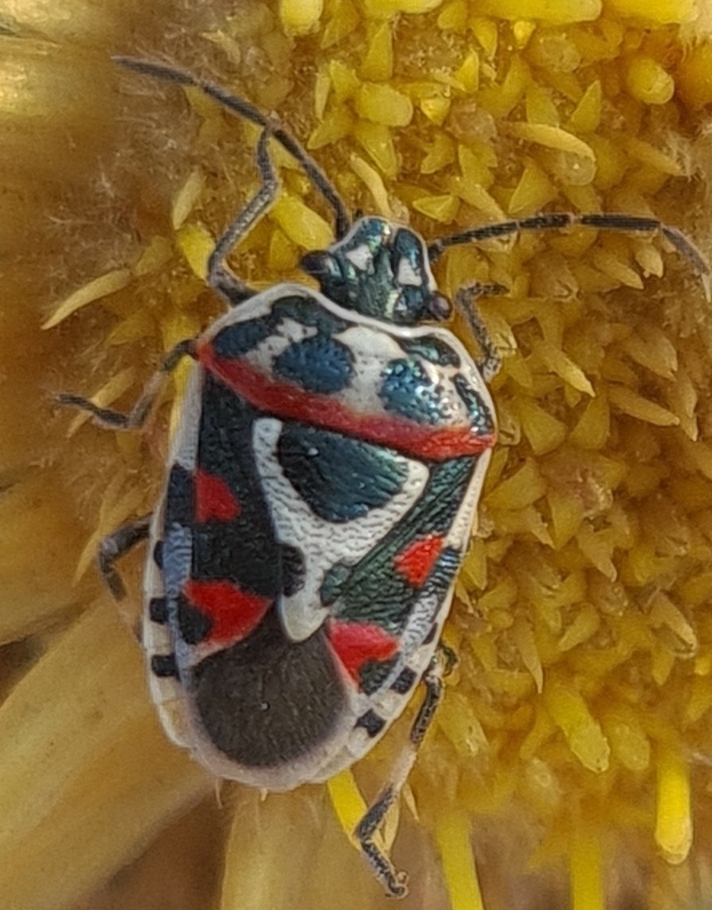 red cabbage bug from Jerusalem, Israel on July 29, 2023 at 06:18 PM by ...