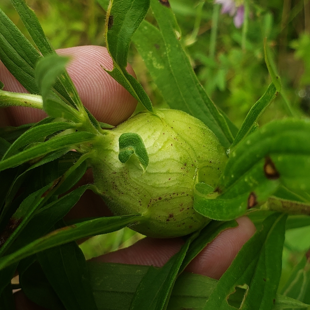 Goldenrod Gall Fly from Tionesta, PA 16353, USA on July 29, 2023 at 11: ...