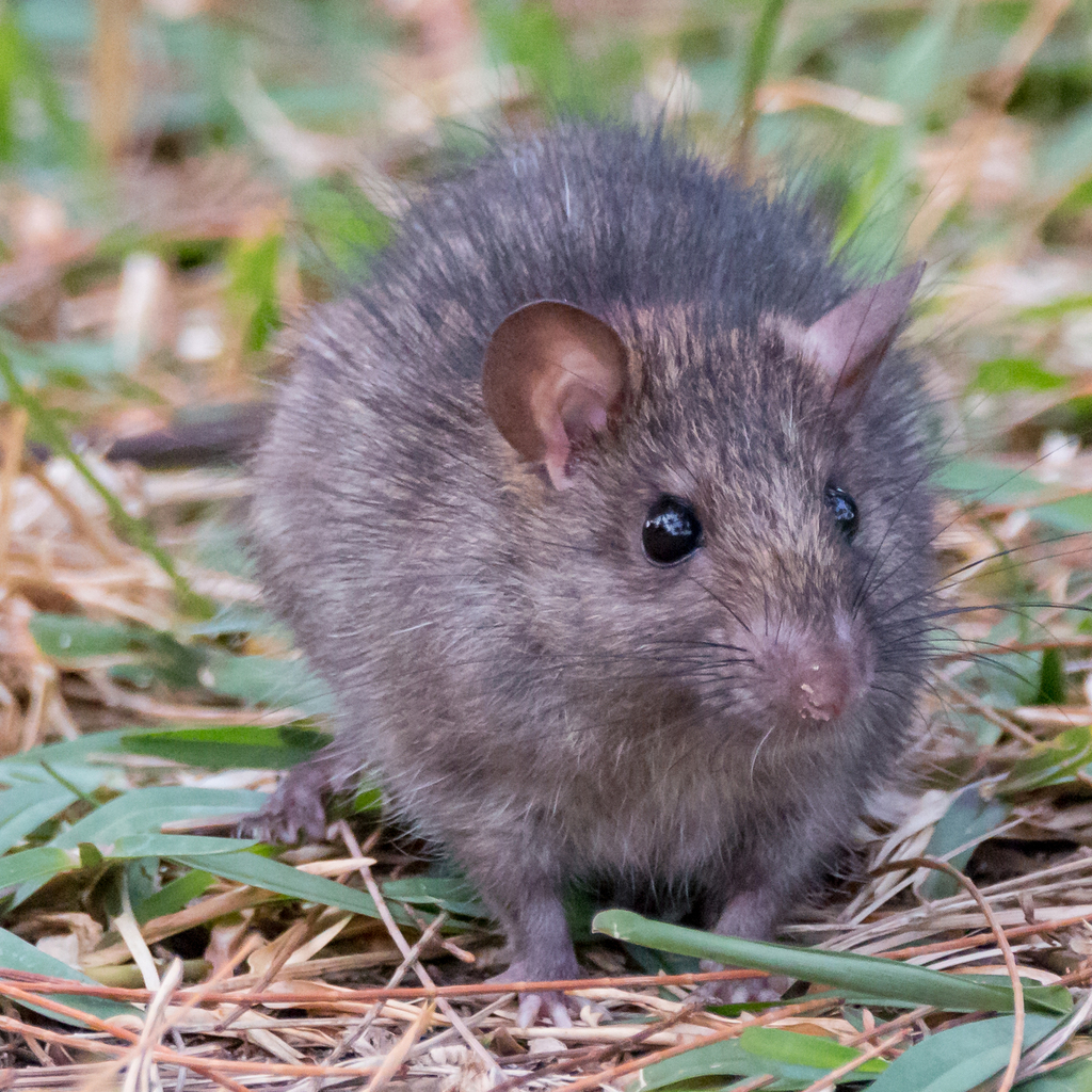 Black Rat from Poste de Flacq, Mauricio on July 19, 2023 at 02:05 PM by ...