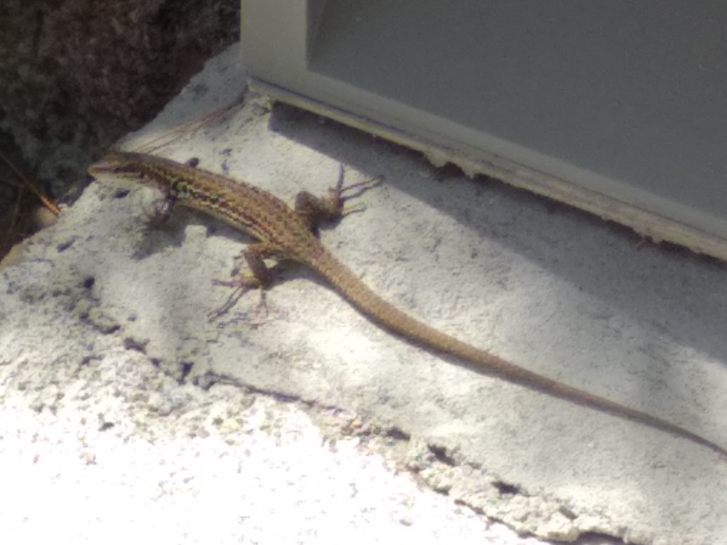 Common Wall Lizard from 57032 Capraia Isola LI, Italy on July 27, 2023 ...