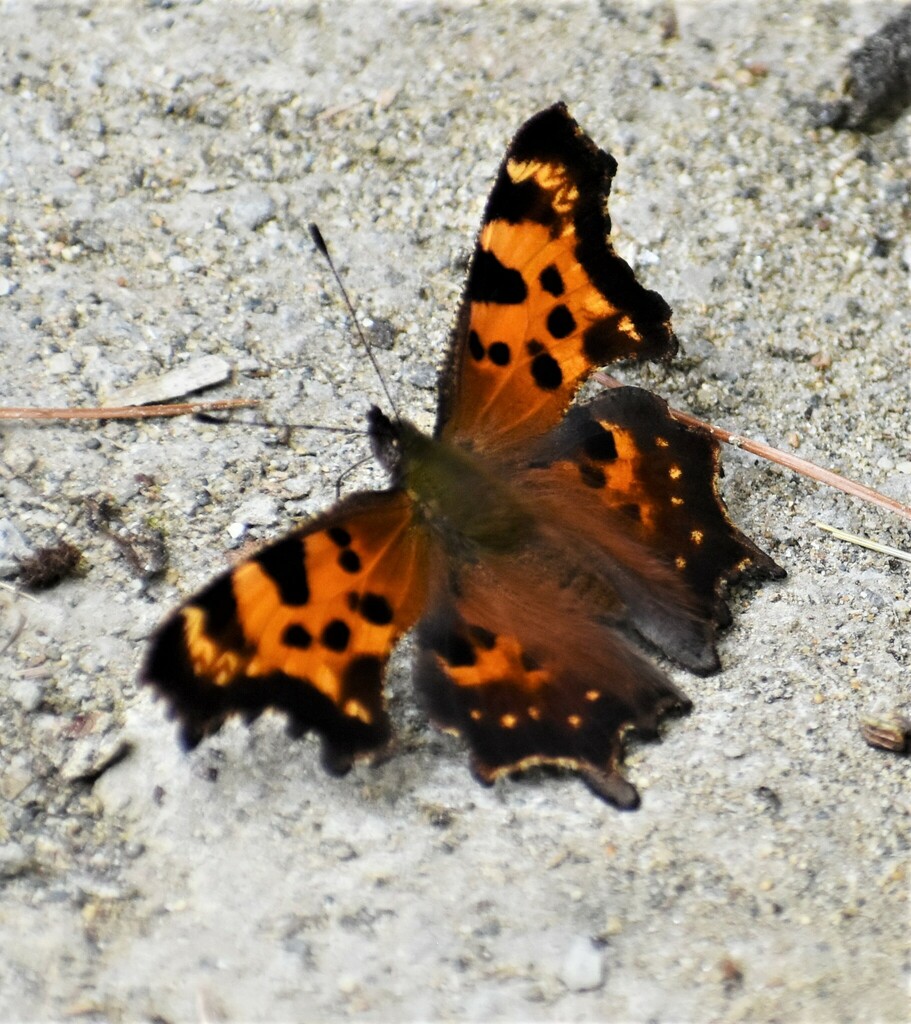 Green Comma from Avon, ME 04966, USA on July 29, 2023 at 11:41 AM by C ...