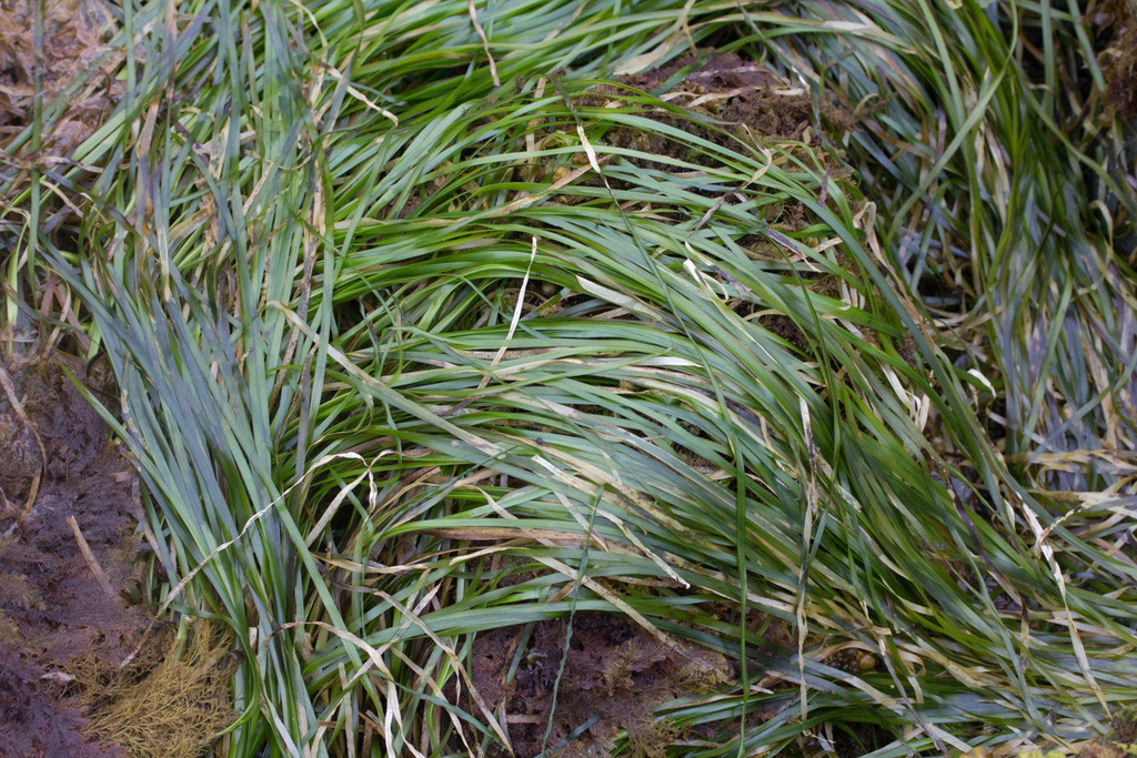 Serrulate Surfgrass (Marine Botany of Washington) · iNaturalist