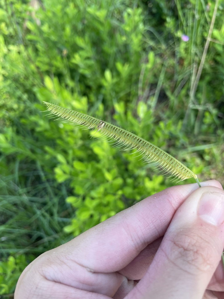 Toothache grass from Gautier, MS, US on July 29, 2023 at 10:21 AM by ...