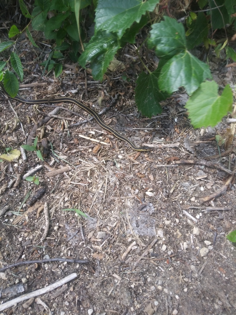 Common Garter Snake from Minneapolis, MN 55423, USA on July 29, 2023 at ...