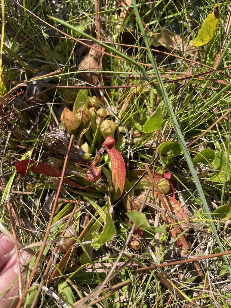 parrot pitcher plant in July 2023 by frank08 · iNaturalist