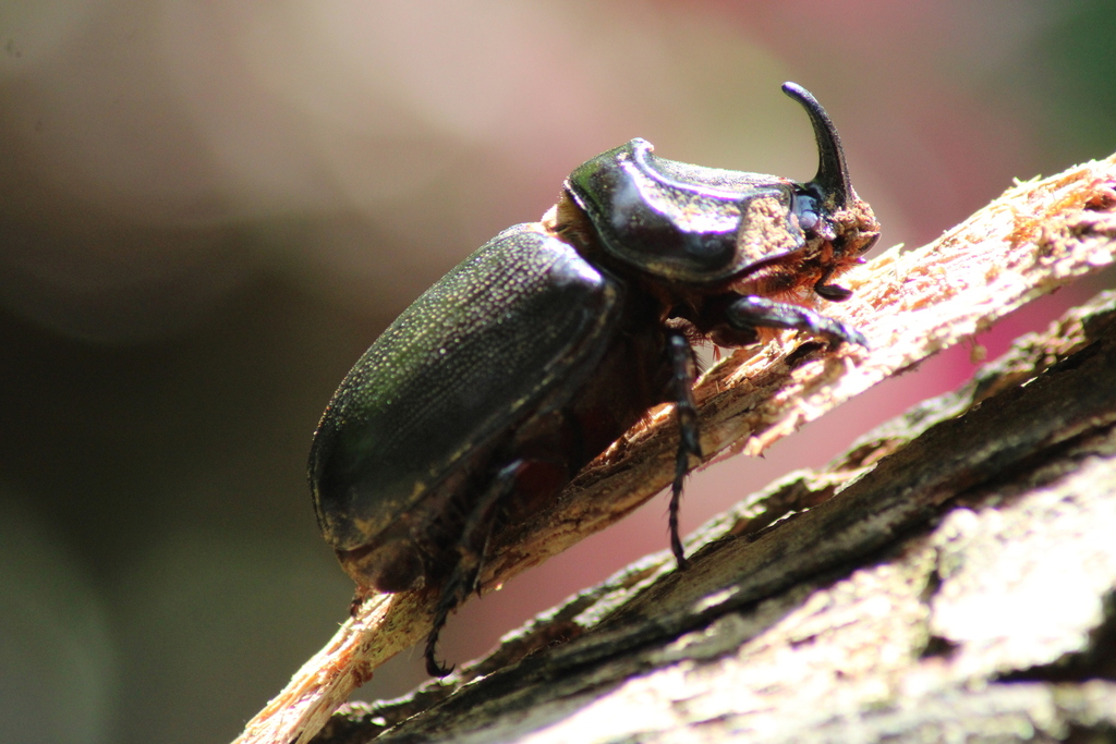 Coconut Rhinoceros Beetle from Wekada, Beligala, Kegalle, Sri Lanka on ...