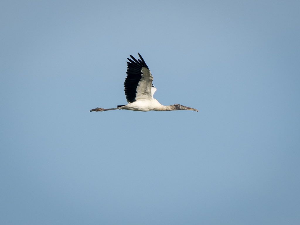 Wood Stork from Brazoria County, TX, USA on July 29, 2023 at 07:19 AM ...
