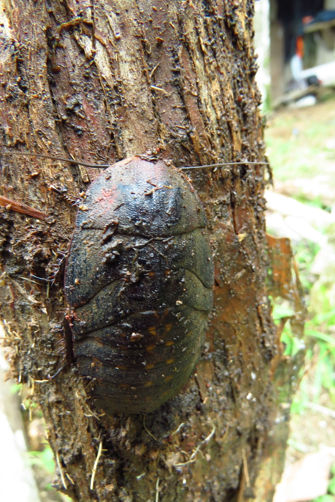 Giant Cockroaches from Valle Del Guamuez, Putumayo, Colombia on July 11 ...