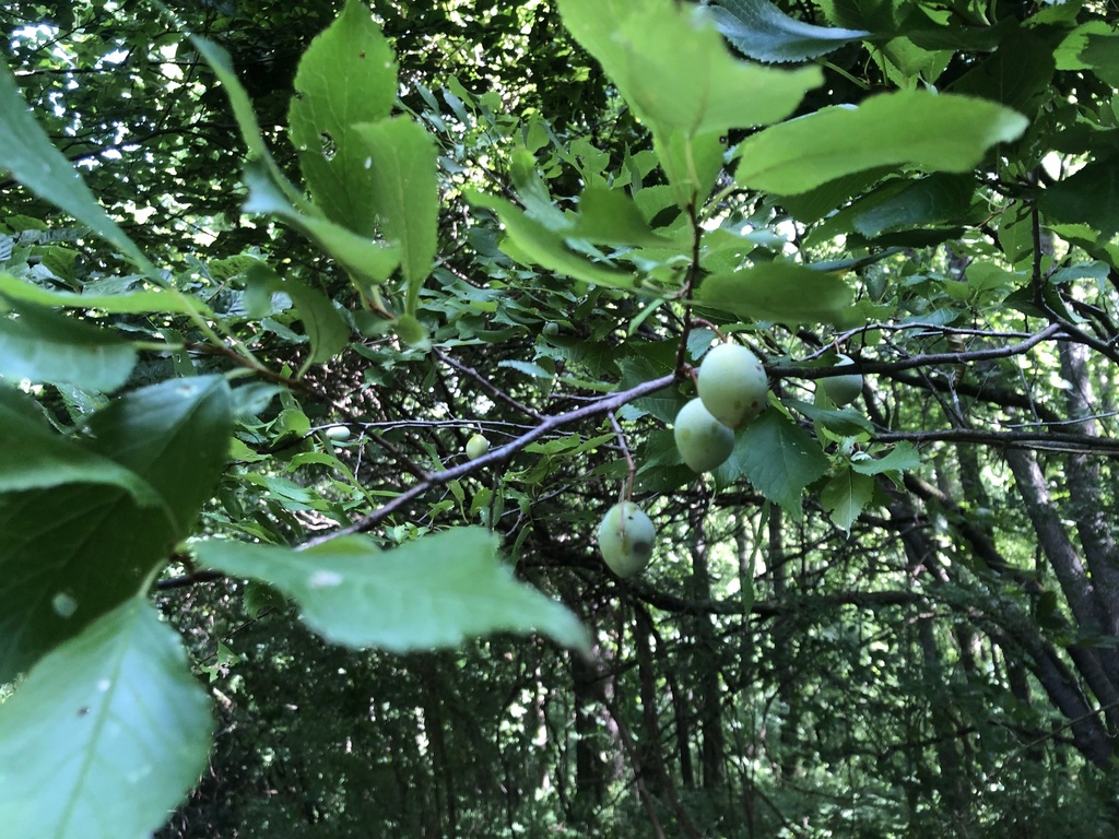 American plum from Shakertown Rd, Beavercreek, OH, US on July 29, 2023 ...