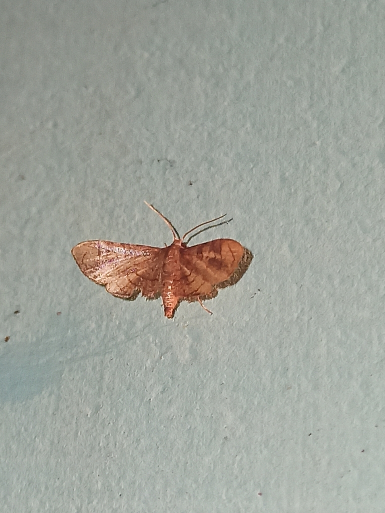 Window-winged Moths from 355R+MC4, Ramanthali, Kerala 670308, India on ...