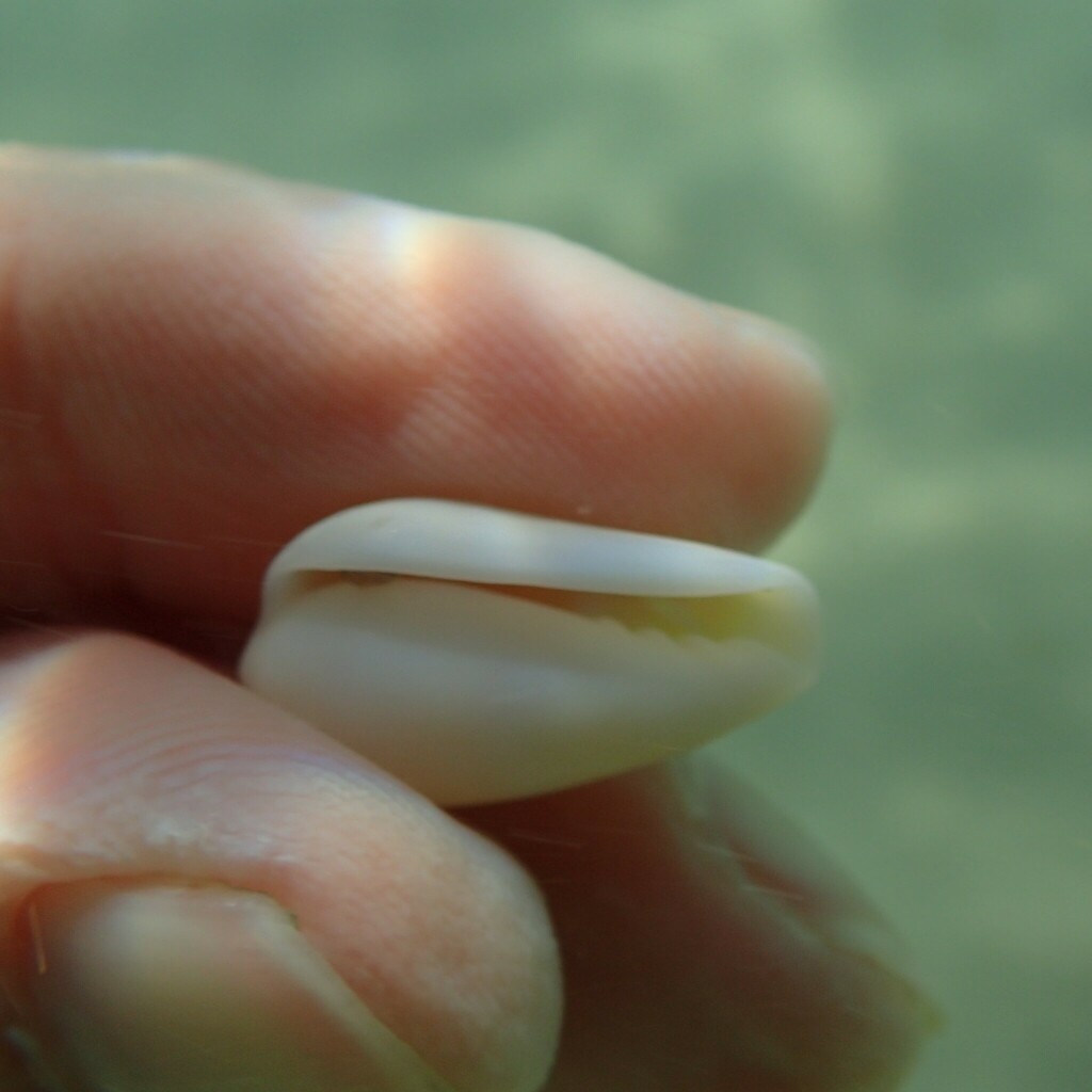 Prunum carneum from Hollywood, FL, USA on July 29, 2023 at 08:10 AM by ...