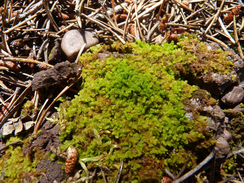 Ptilidium from Cumberland County, NS, Canada on July 29, 2023 at 12:51 ...