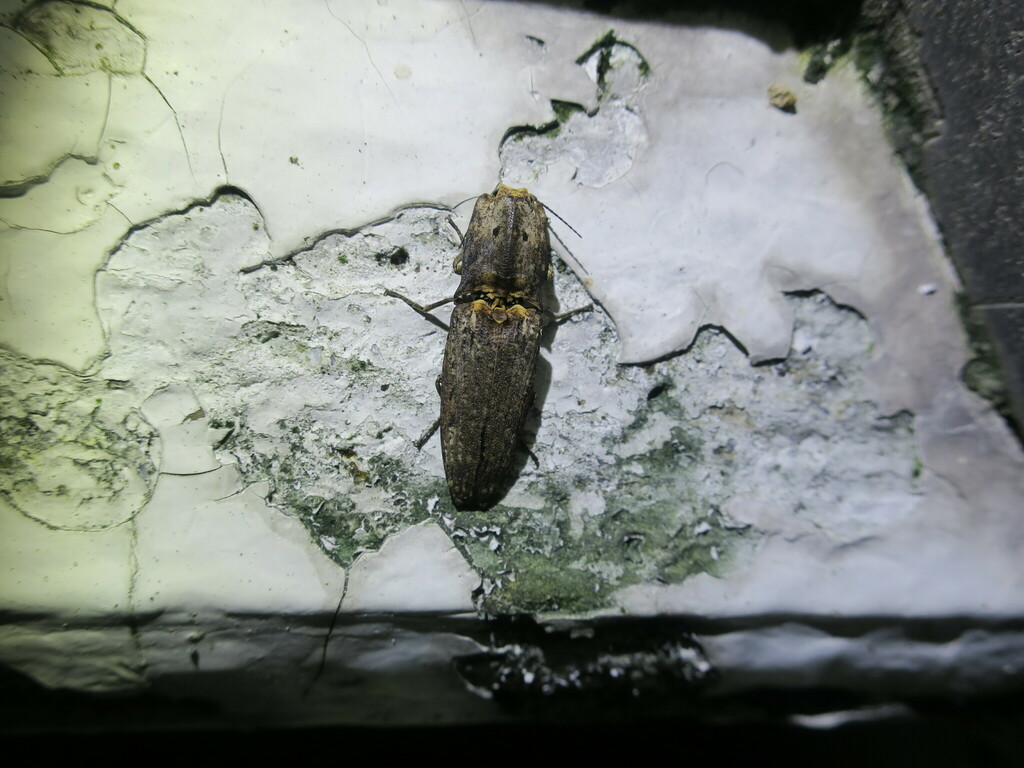 Cryptalaus larvatus from 116台北市文山區萬壽路115號 on August 29, 2021 at 12:08 ...