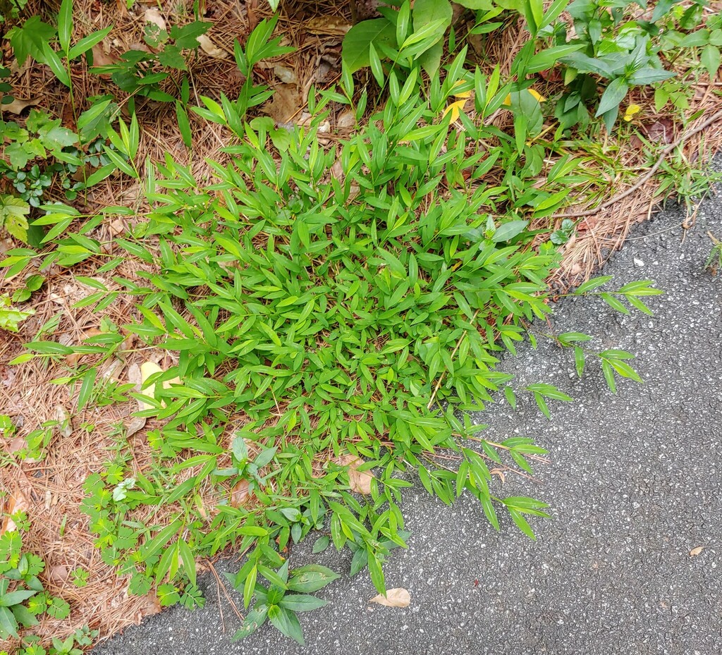 Japanese stiltgrass from Mountain Park, GA, USA on July 29, 2023 at 10: ...
