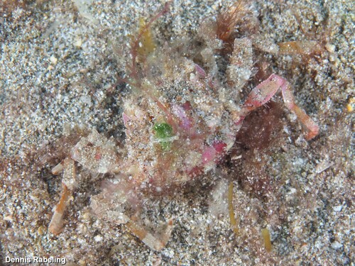 Genus Palicus · iNaturalist