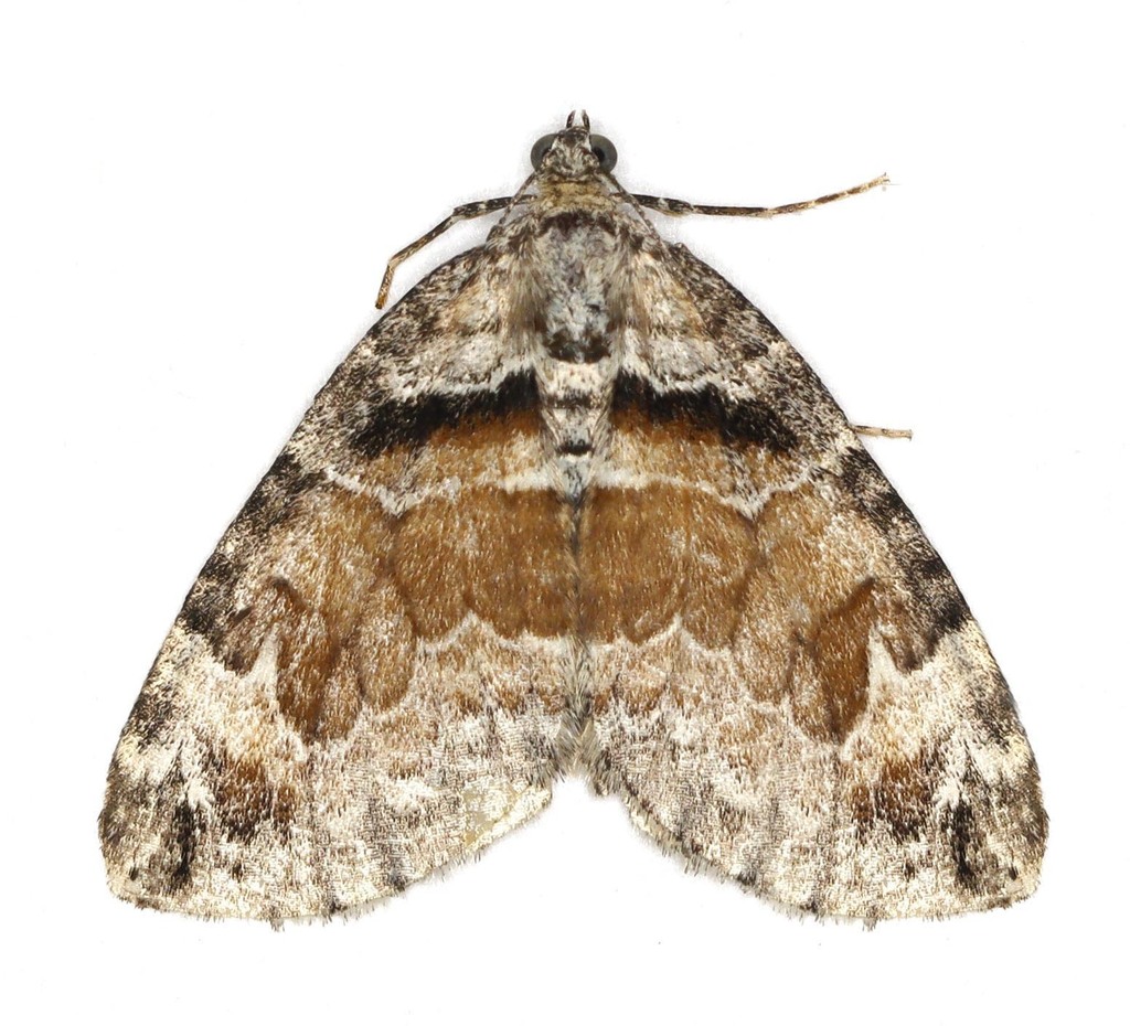 Orange-barred Carpet Moth from Newfoundland and Labrador, Canada on ...