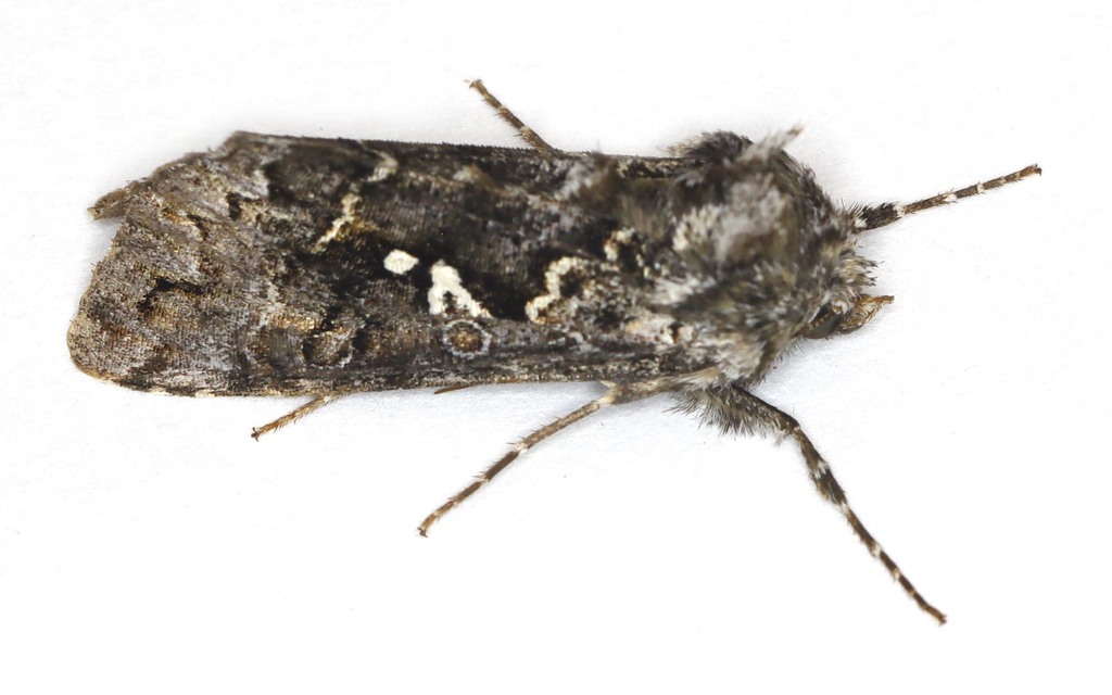 Dusky Silver Y Moth from Newfoundland and Labrador, Canada on July 29 ...