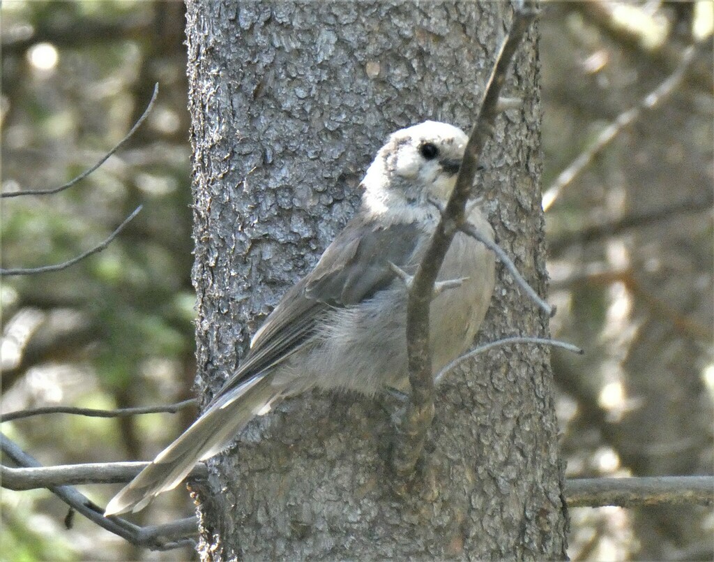 Canada Jay from Larimer County, CO, USA on July 28, 2023 at 10:38 AM by ...