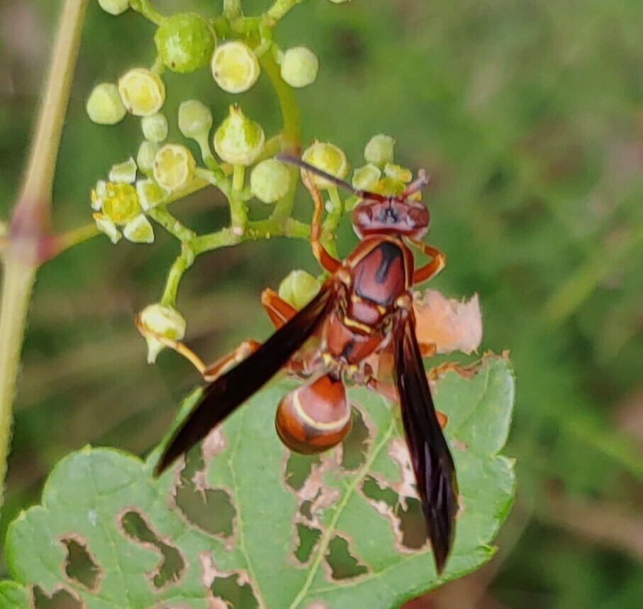 fuscatus-group Paper Wasps from Mountain Park, GA, USA on July 29, 2023 ...