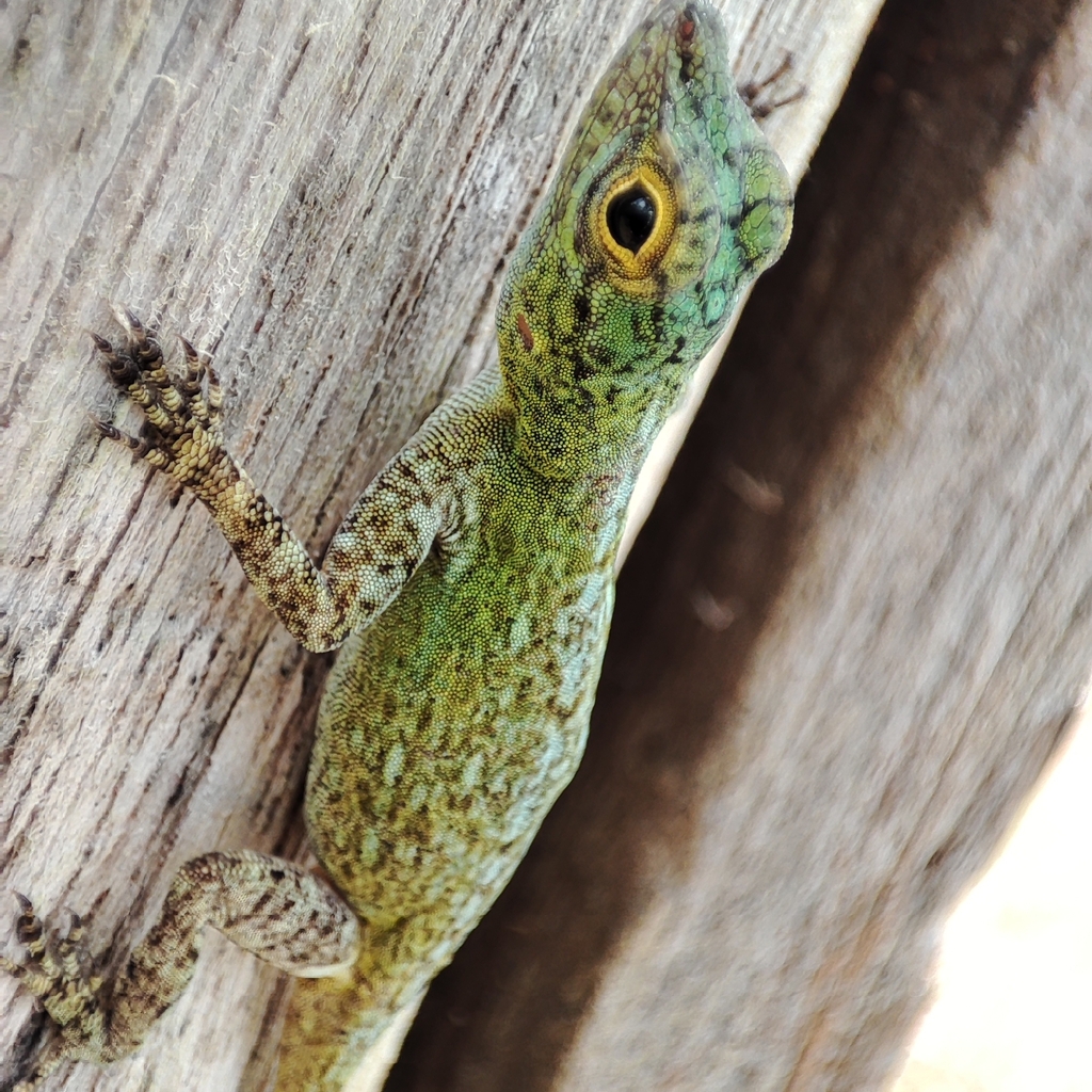 Bark Anole from 73X2+38, Alto del Rancho 33000, Dominican Republic on ...