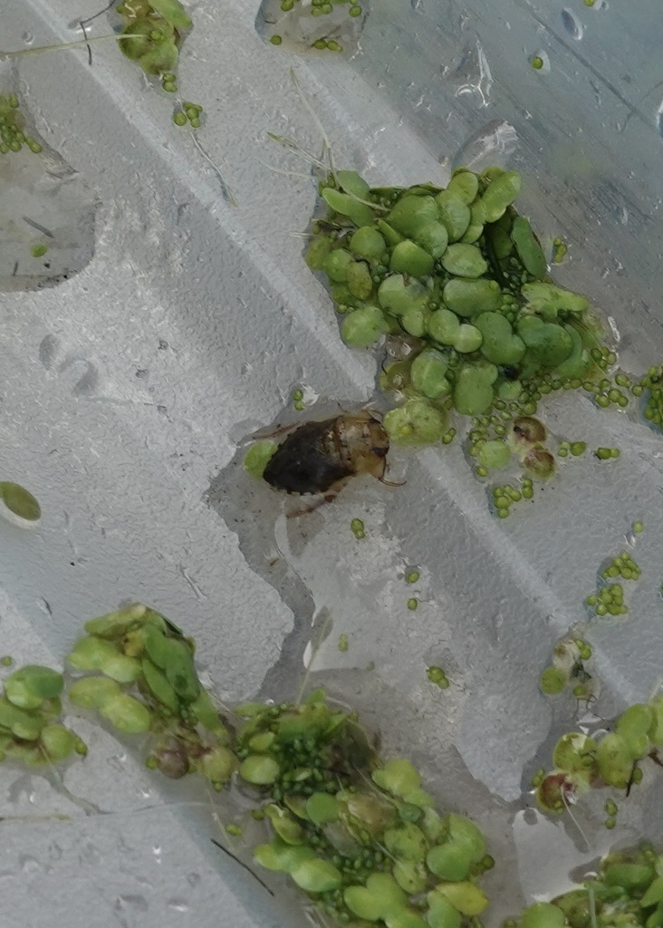 Alligator Fleas from 3831 TX-36, Rosenberg, TX 77471 on July 27, 2023 ...