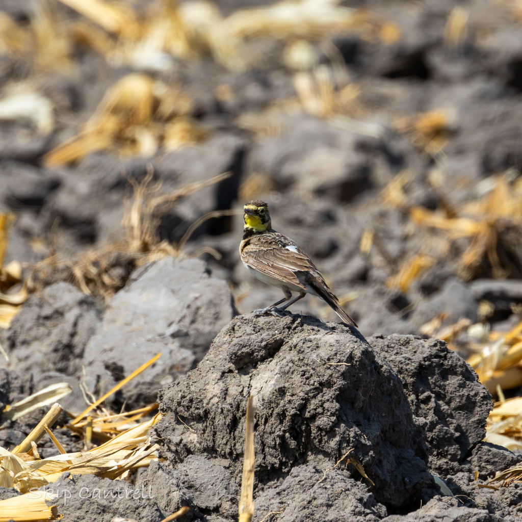 Horned Lark from San Patricio County, TX, USA on July 29, 2023 at 10:46 ...