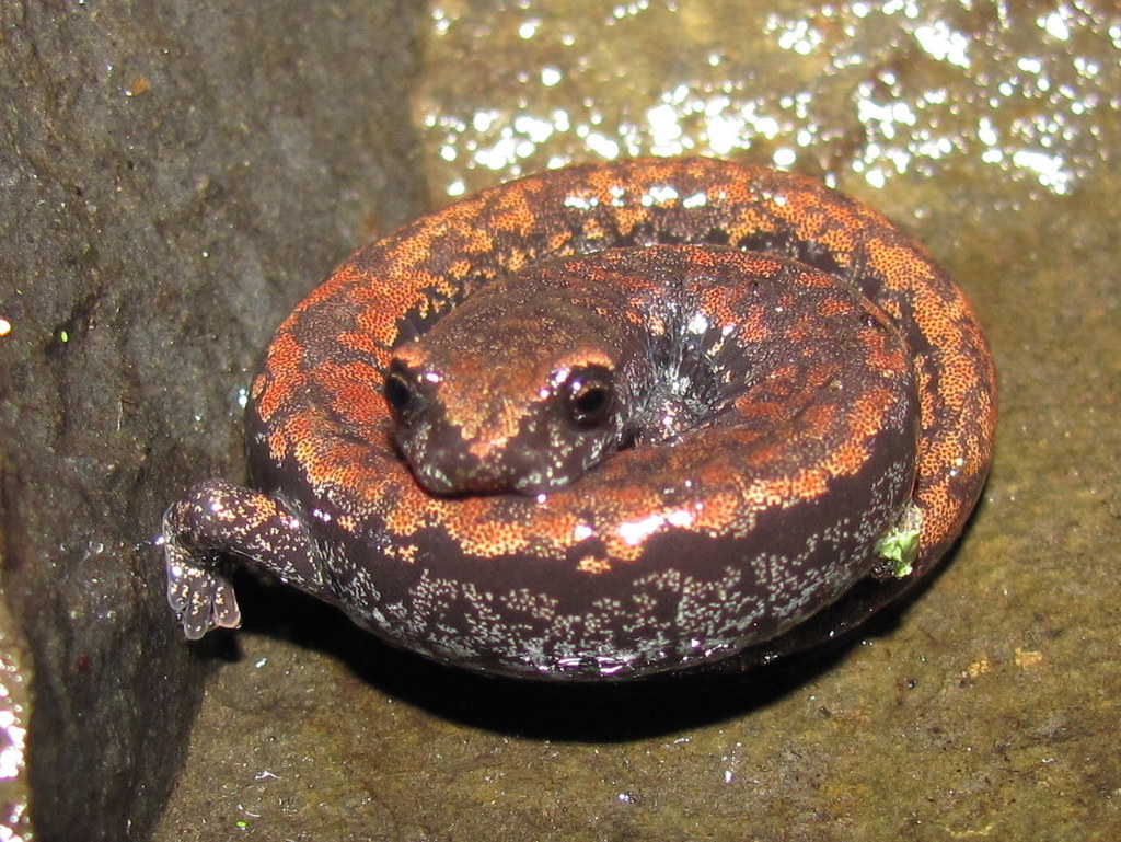 Oregon Slender Salamander in December 2011 by Jonathan Hakim · iNaturalist