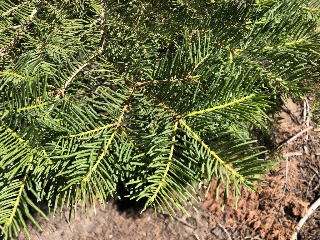white fir from Yosemite National Park, Yosemite National Park, CA, US ...