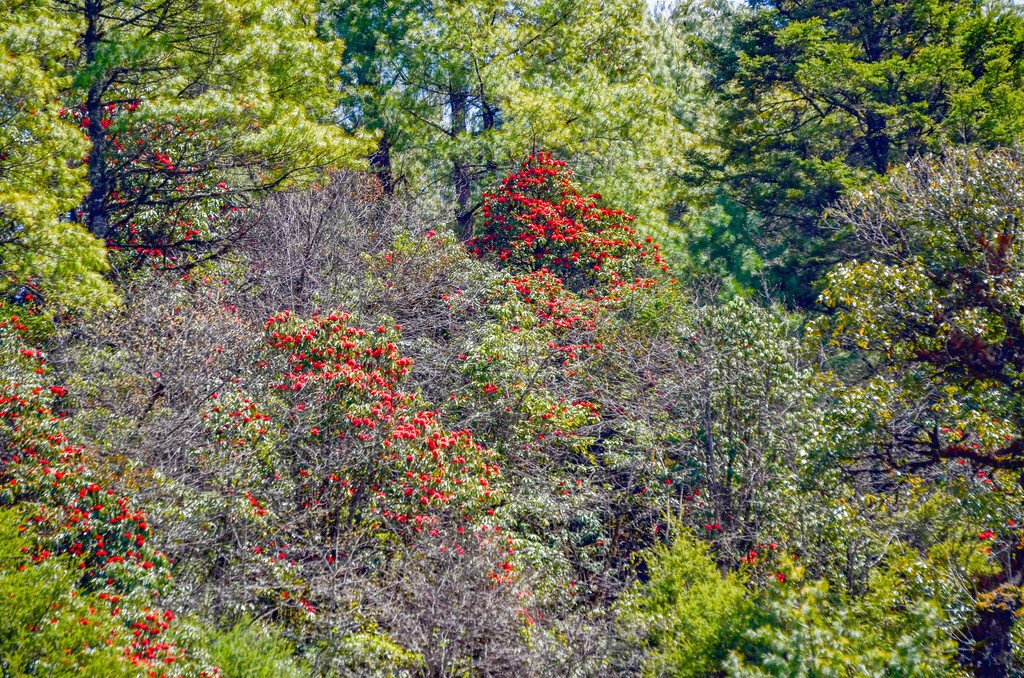 Tree Rhododendron from Pele La Road area, Bhutan on March 28, 2015 by ...