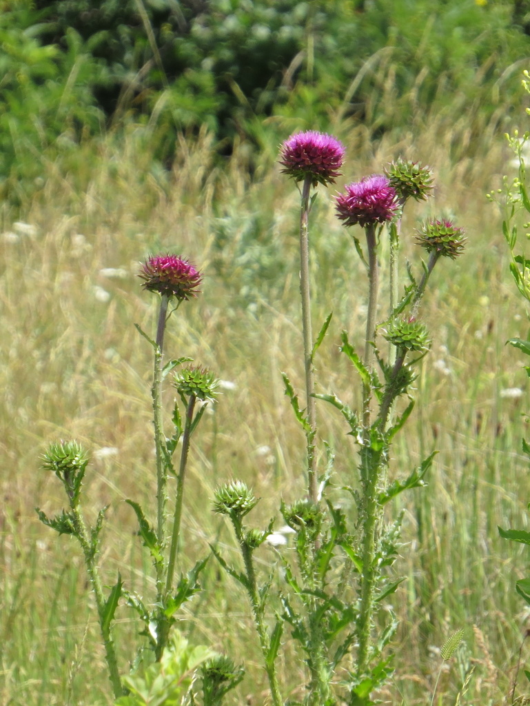 musk thistle from Lake County, MT, USA on June 18, 2023 at 02:30 PM by ...