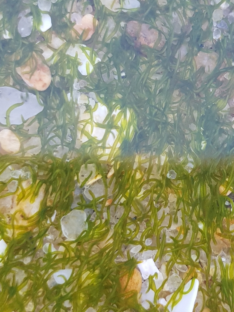 (Chlorodendrophyceae) - Botanical Realm