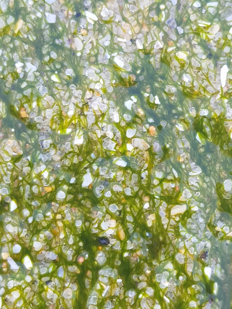 (Chlorodendrophyceae) - Botanical Realm