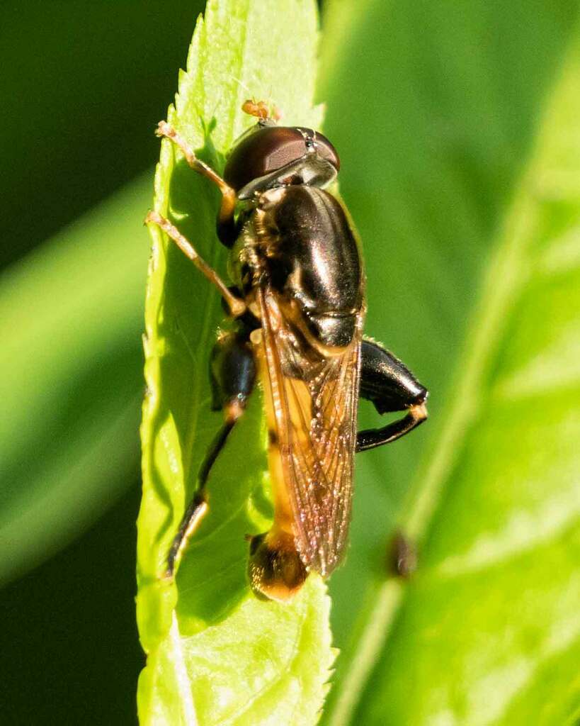 Common Thick-leg Fly from Bryn Mawr, Minneapolis, MN, USA on July 28 ...