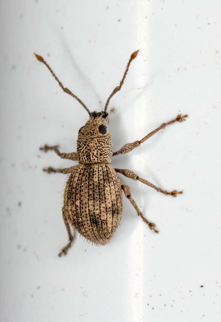 Imported Long-horned Weevil from Saint-Bruno-de-Montarville, QC, Canada ...