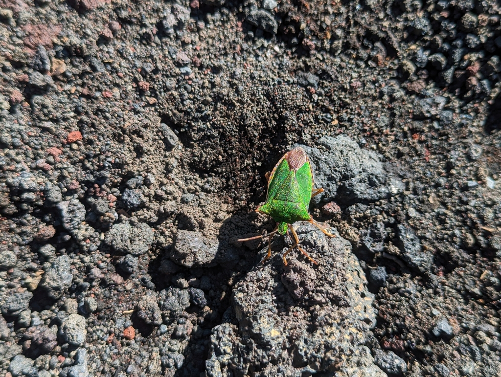 Japanese Stink Bug from Kamiyoshida, Fujiyoshida, Yamanashi 403-0005 ...