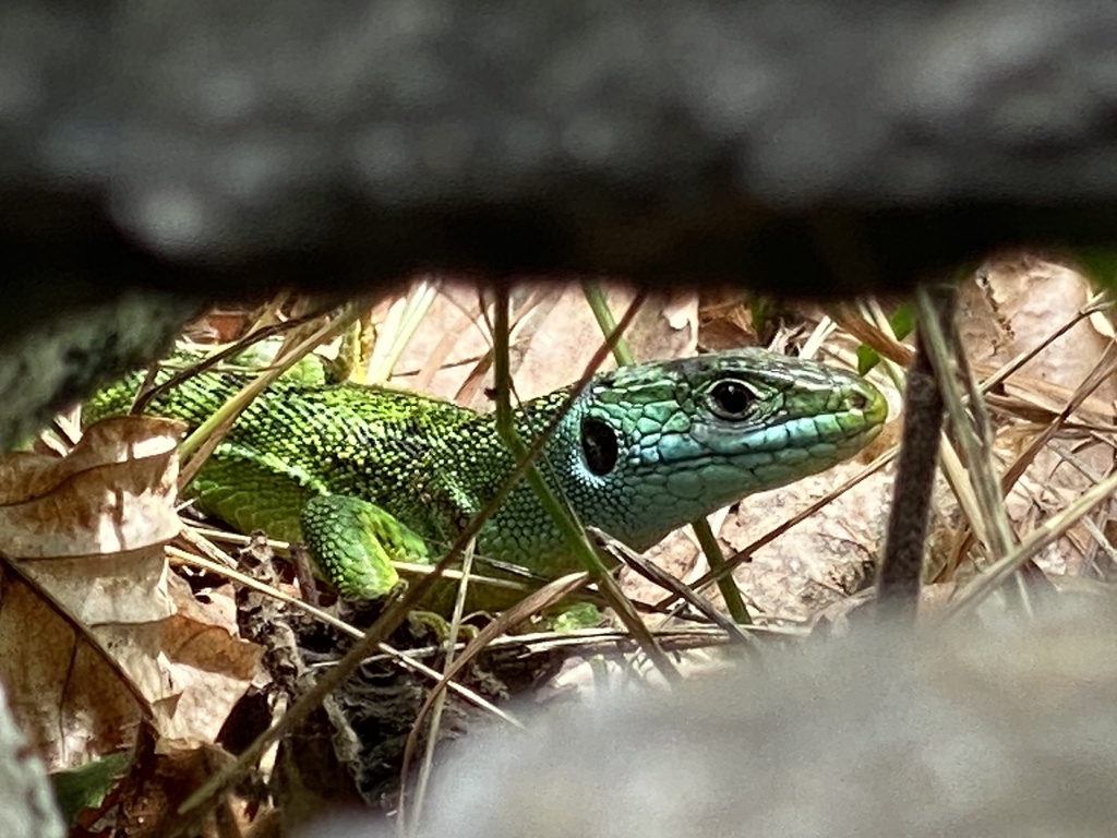 Western Green Lizard in July 2023 by juergreber · iNaturalist