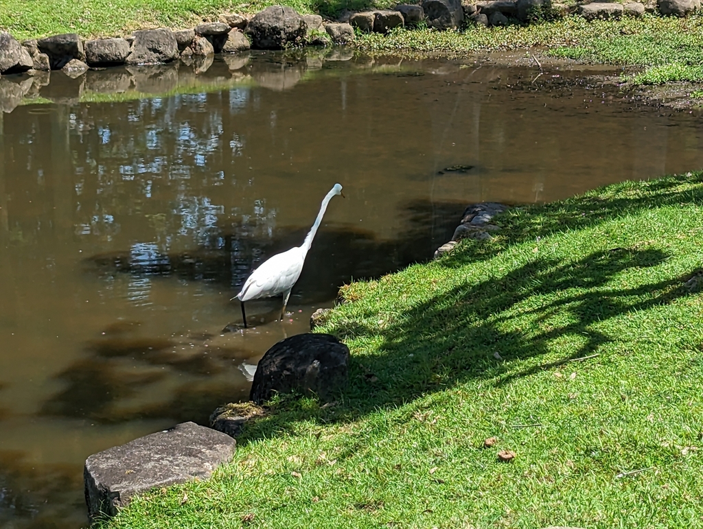 Great Egret from Asajigahara Enchi, 50 Kasuganocho, Nara, 630-8301 ...
