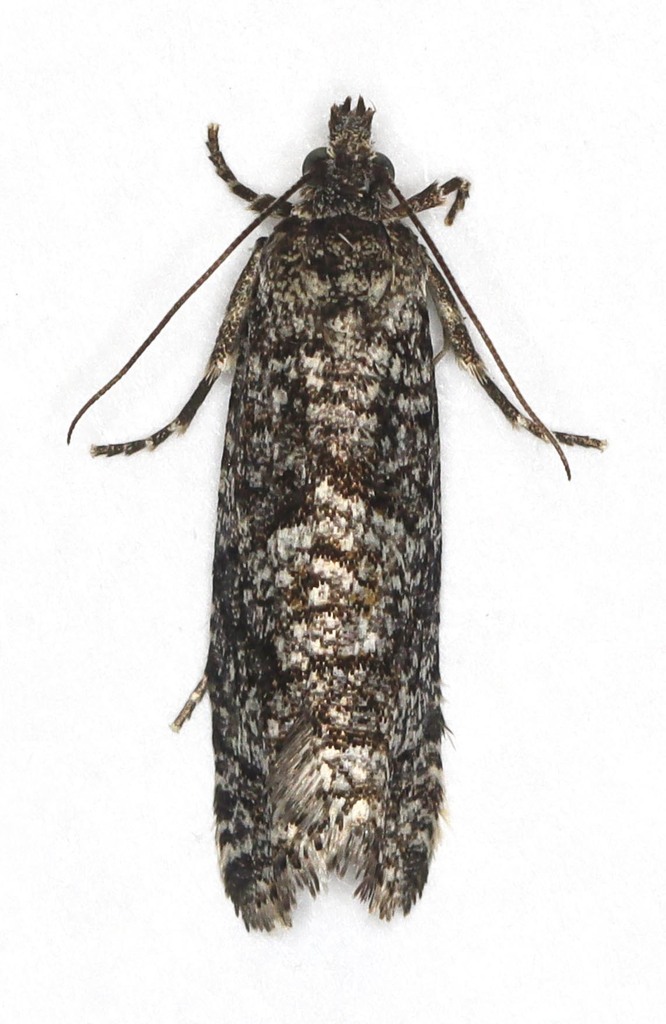 Gray Retinia Moth from Newfoundland and Labrador, Canada on July 29 ...