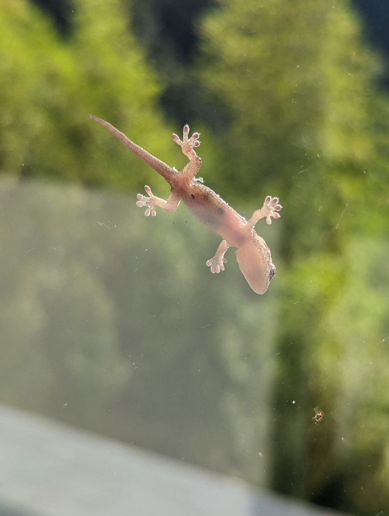 Japanese Giant Gecko from 545-1 Nachisan, Nachikatsuura, Higashimuro ...