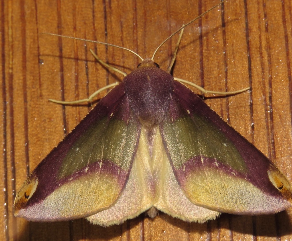 Bassania foingi (Polillas de Jardín, Antioquia) · iNaturalist